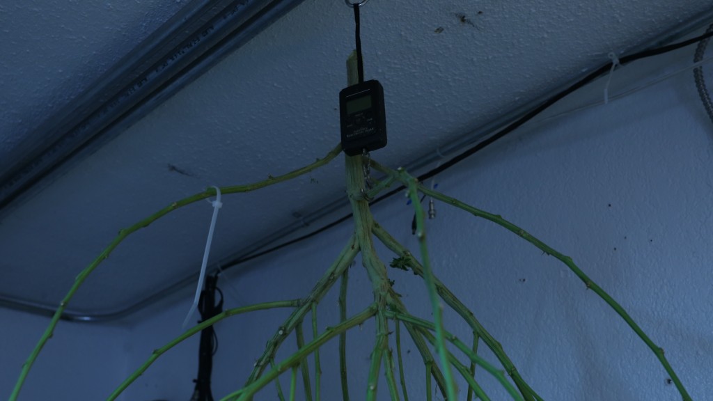 How To Handle Cannabis Waste Legally | Cannabis Industry Institute